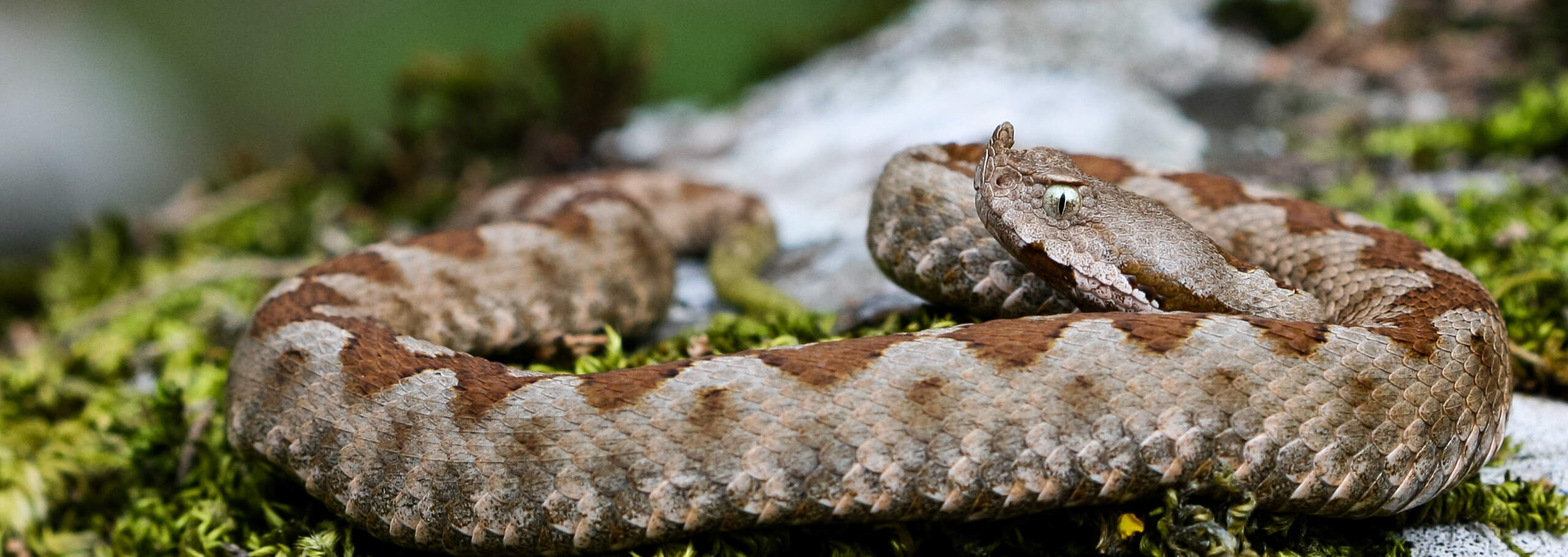 Poskok - Vipera ammodytes